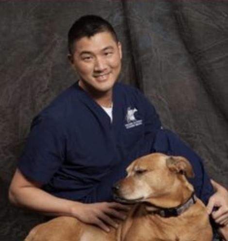 Basic Abdominal Ultrasound - Hands-on Veterinary CE